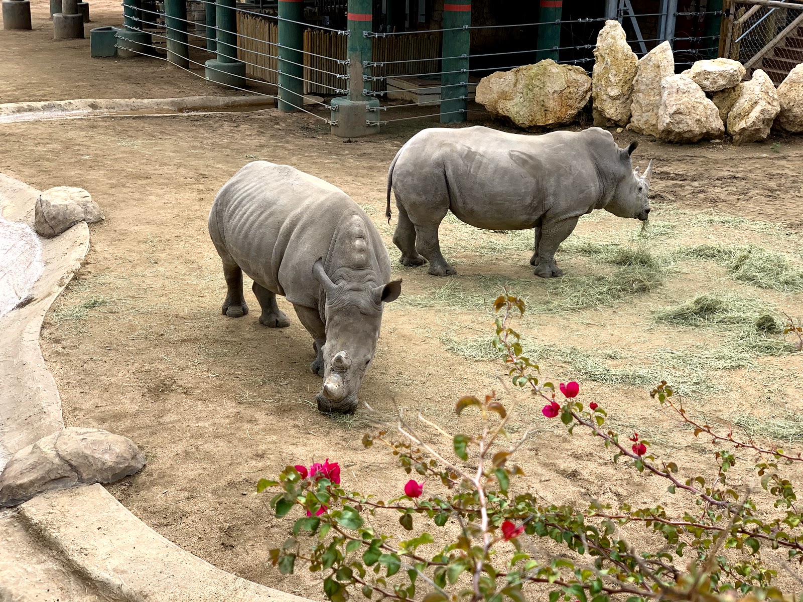 San Antonio Zoo Go Wandering