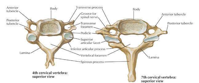 Cervical Vertebrae Anatomy C7