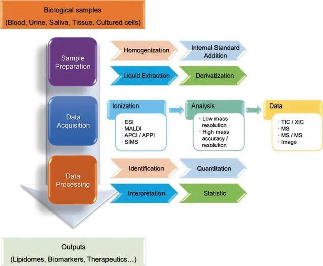 Application Of Lipidomics In The Diagnosis And Treatment Of Tumors