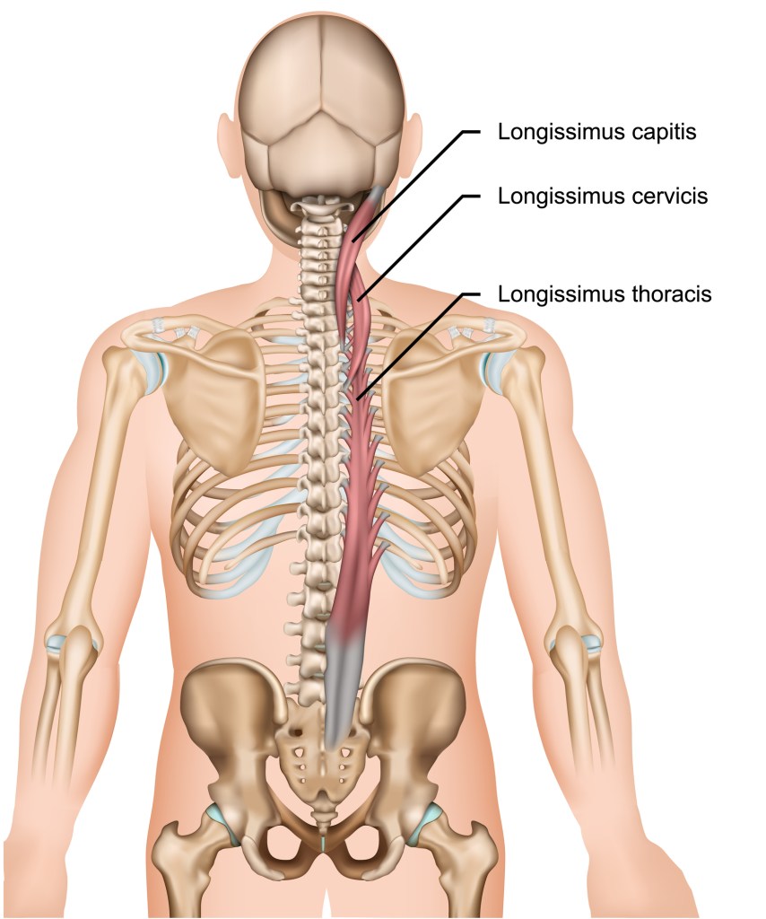 Erector Spinae Anatomy And Function Crush Back Pain