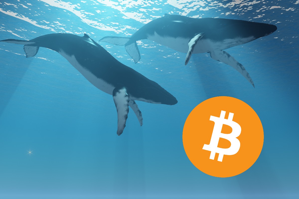 Actividad De Las Ballenas Bitcoin Desde El 7 De Diciembre Cripto