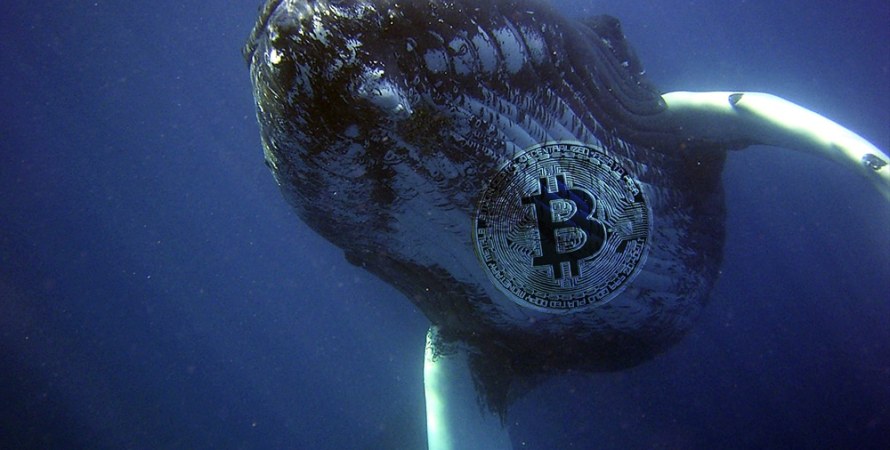 Ballenas Bitcoin En Un Resumen Semanal ¿cómo Continúan Febrero