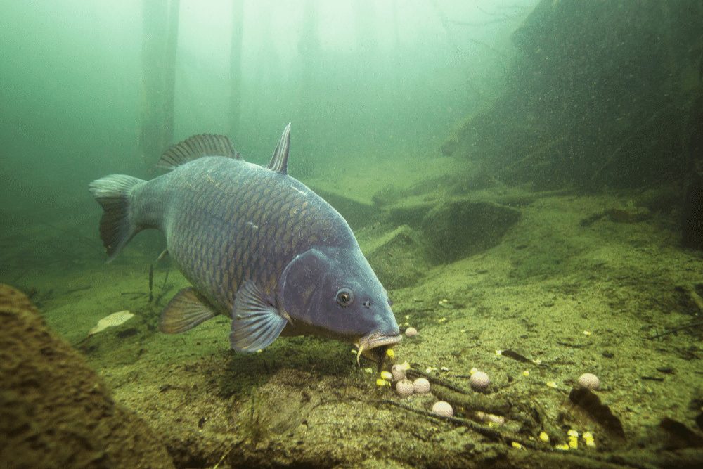 Common Carp Facts Critterfacts