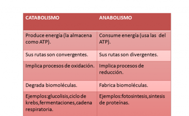 Cuadro Comparativo De Diferencias Y Semejanzas Entre Catabolismo Y