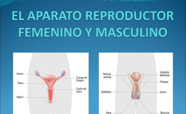 La Diferencia Entre El Aparato Reproductor Masculino Y Femenino Esta