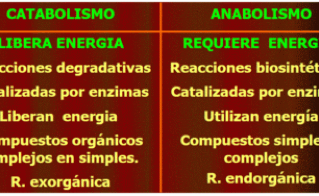 Cuadro Comparativo De Metabolismo Anabolismo Kulturaupice Otosection