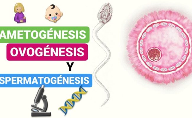 Cuadros Comparativos Entre Espermatogenesis Y Ovogenesis Cuadro Porn