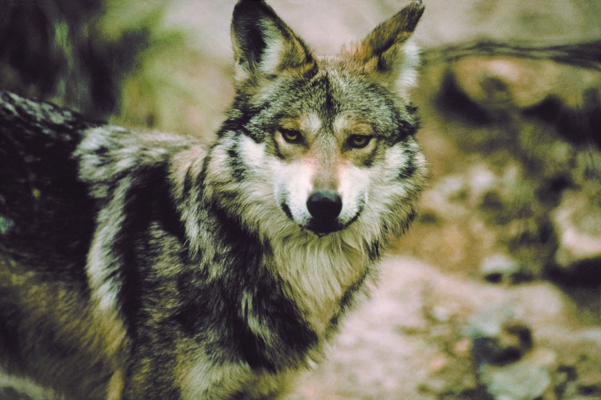 El Lobo Mexicano En Peligro De Extinción Ya Tiene Nuevas Crías Código