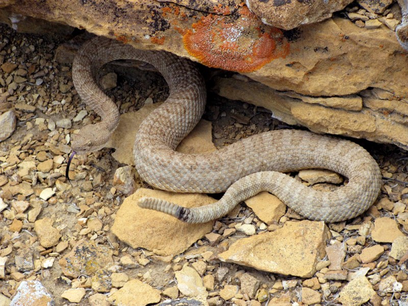 Colorado Rattlesnakes What Sportsmen Should Know Colorado Outdoors