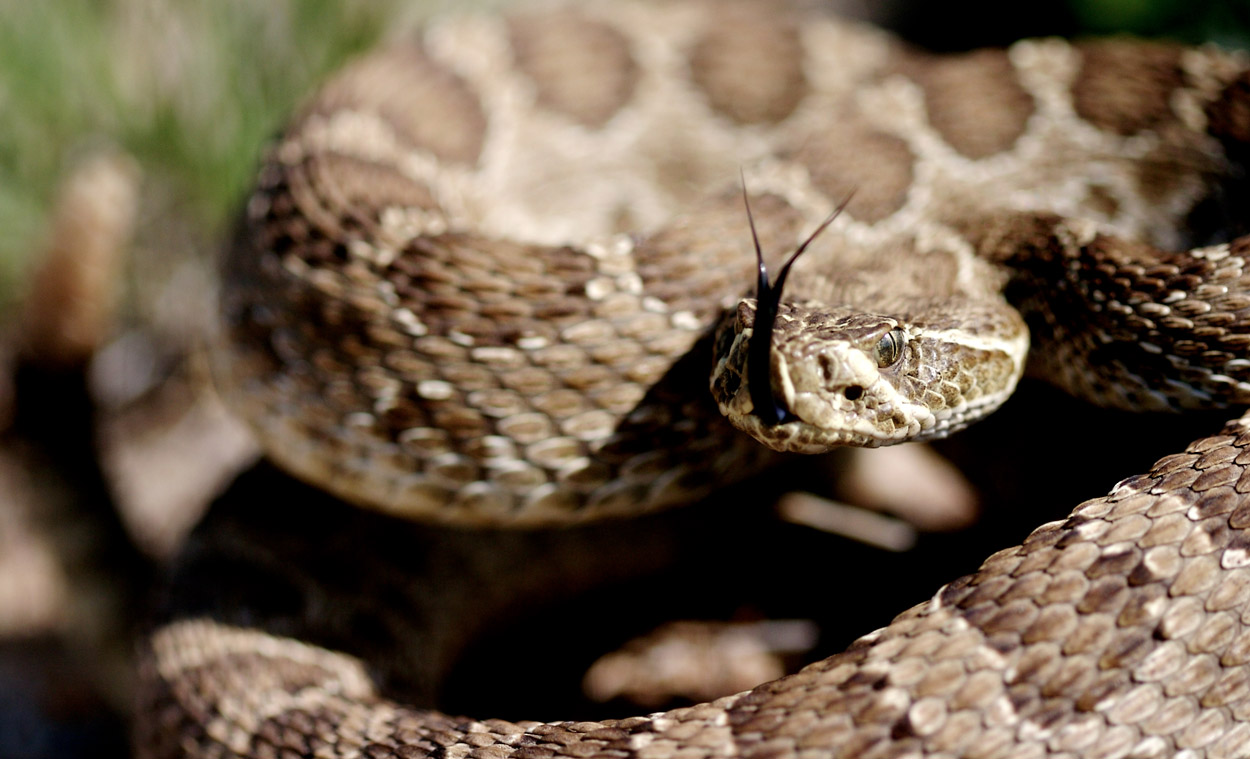 Podcast Rattlesnakes Colorado Outdoors Online