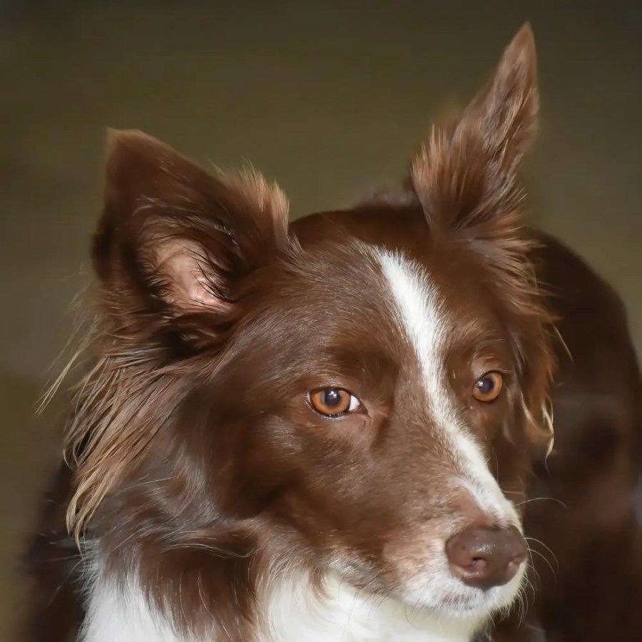 Border Collie Food Calculator Feeding Guide And Chart Colliecare