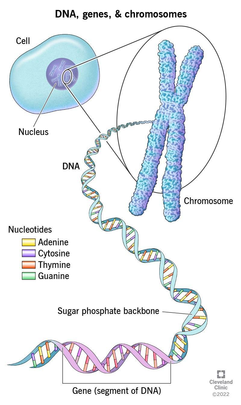 Genome Sequencing And The Genome India Project Raus Ias