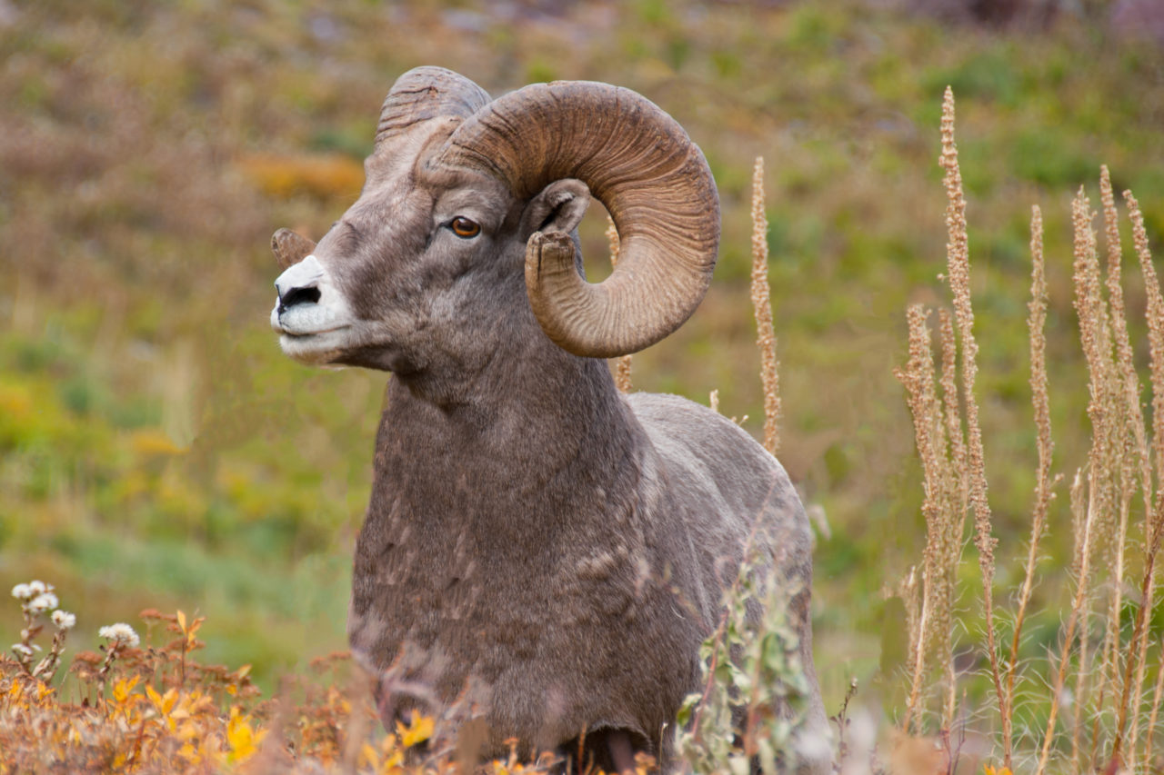 Supporting Bighorn Sheep And Forest Restoration On Mt Hull