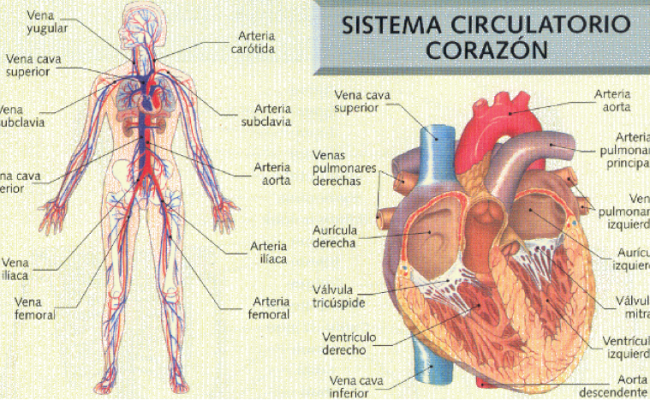 Ciencias En El Cic 3o Eso Sistemas Circulatorio Nervioso Y Excretor