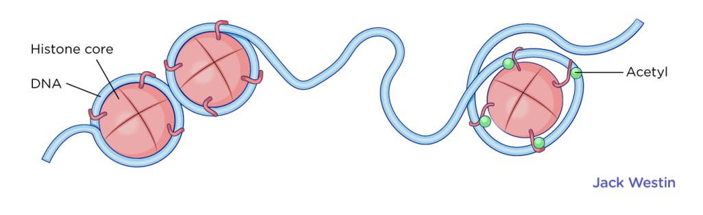 Chromosomal Proteins Eukaryotic Chromosome Organization Mcat Content