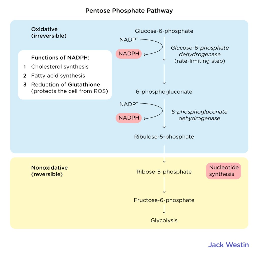 Pentose Phosphate Pathway Glycolysis Gluconeogenesis And The Pentose