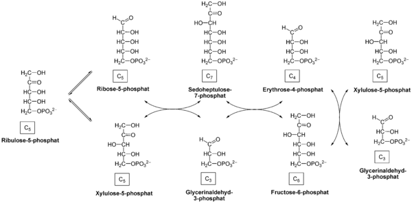 Pentose Phosphate Pathway Glycolysis Gluconeogenesis And The Pentose