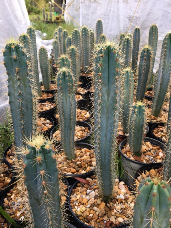 Pilosocereus Pachycladus “azureus” Cactus Island Nursery