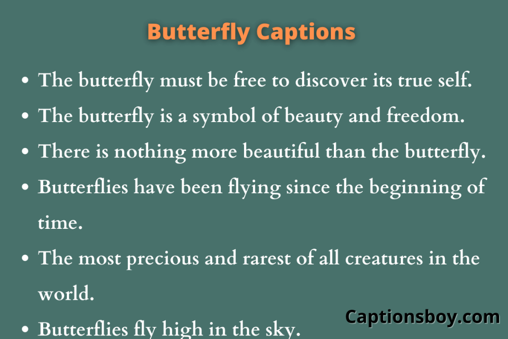 400 Best Butterfly Captions For Instagram