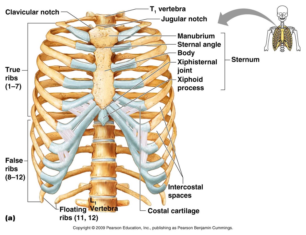 Rib Cage Anatomy Female Human Ribs Drawing At Getdrawings Free