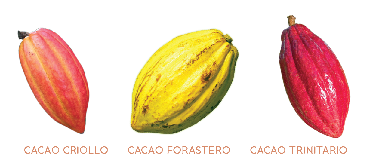 Cacao Origen Propiedades Y Beneficios Casa De Campo Living