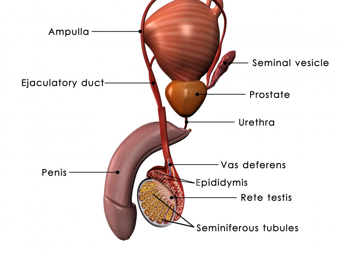 Prostate Functions Diseases And Tests