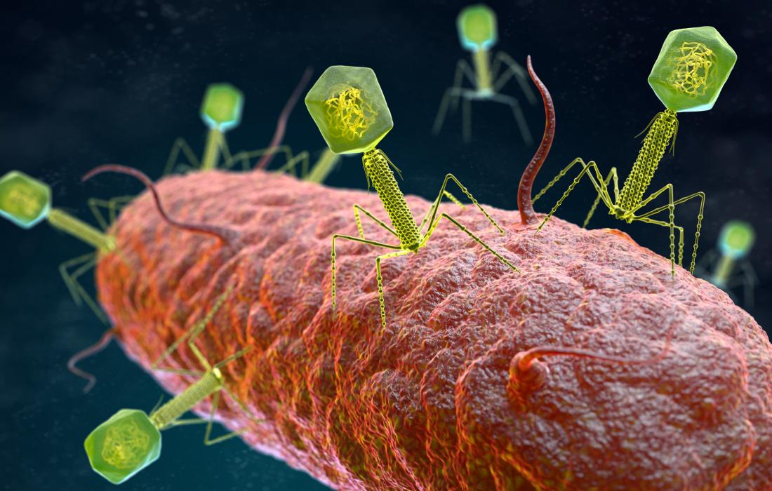 Introducing Good Viruses The Bacteriophage