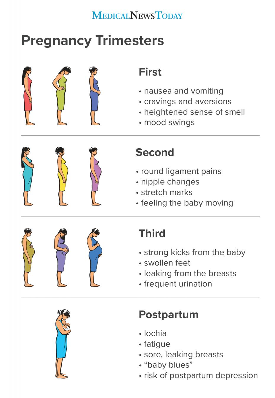 Pregnancy Trimesters Everything You Need To Know