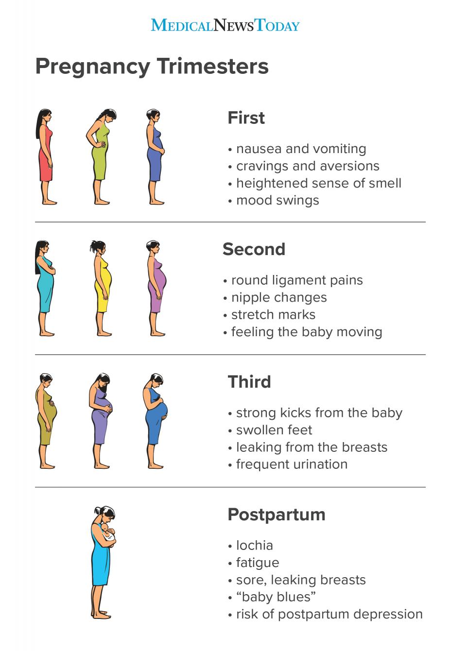 Stages Of Pregnancy Trimesters