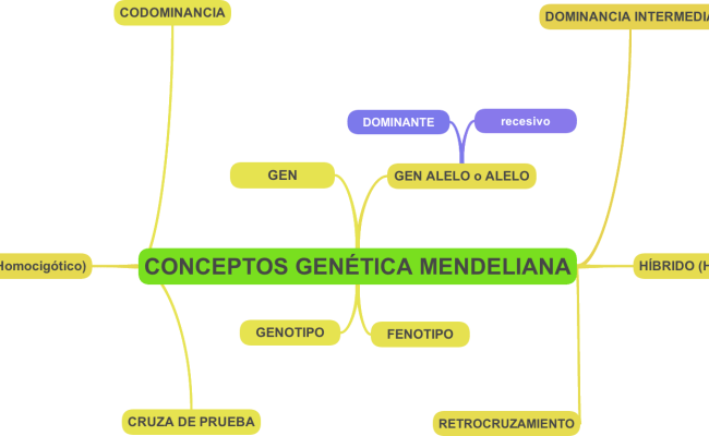 Mapa Conceptual De La Genetica Genetica Studocu Images Mediakomdnt