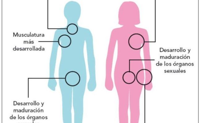 Funcionamiento De Los Aparatos Sexuales Y El Sistema Otosection