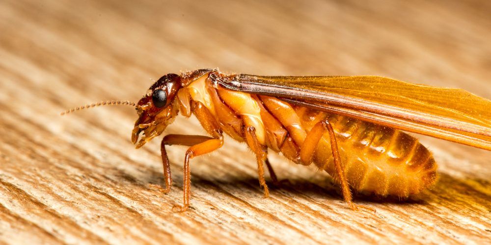 Pengertian Rayap Jenis Siklus Hidup Klasifikasi Morfo