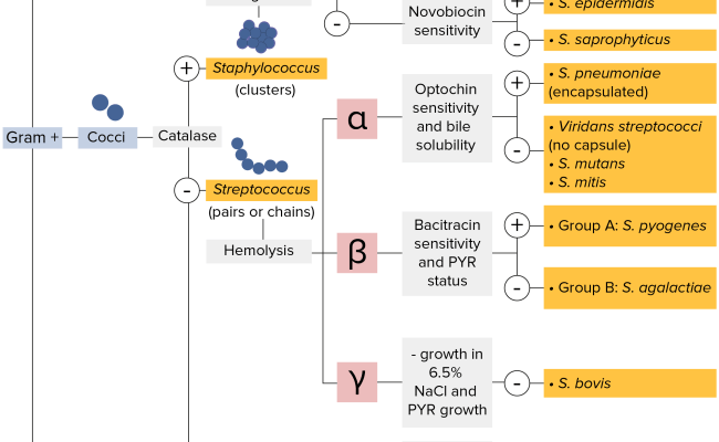 Flow Chart Microbiology Flow Chart Gram Positive Otosection