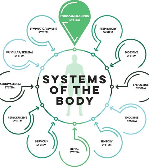 Human Body Systems Interactions Chart Anatomy Body System