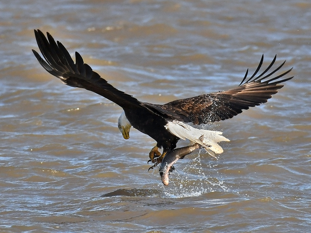 Bald Eagle Fishes At Onondaga Lake Photo Of The Week