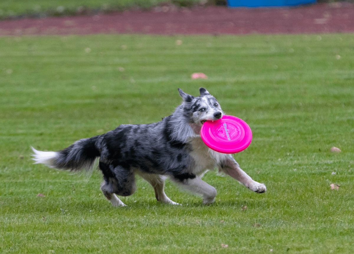 Playing Frisbee With The Dogs Chaco Dog Training