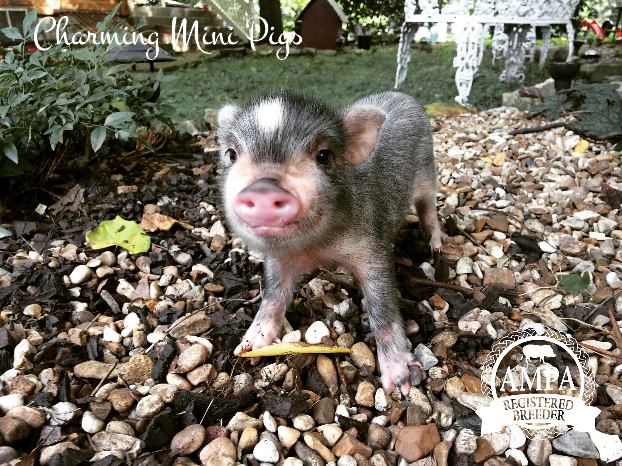 Available Babies Charming Mini Pigs