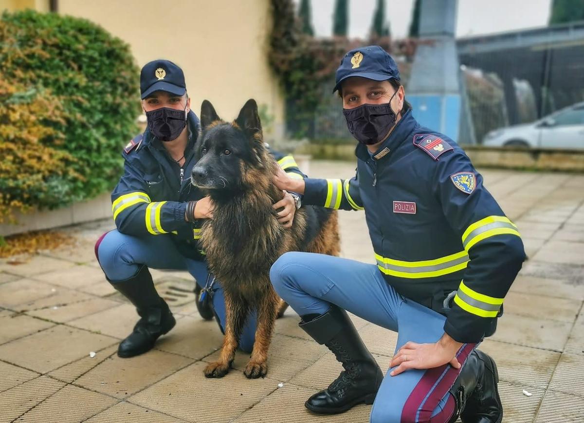 La Storia Di Otto Il Cane Scappato Sulla1 Per La Paura Dei Botti Di