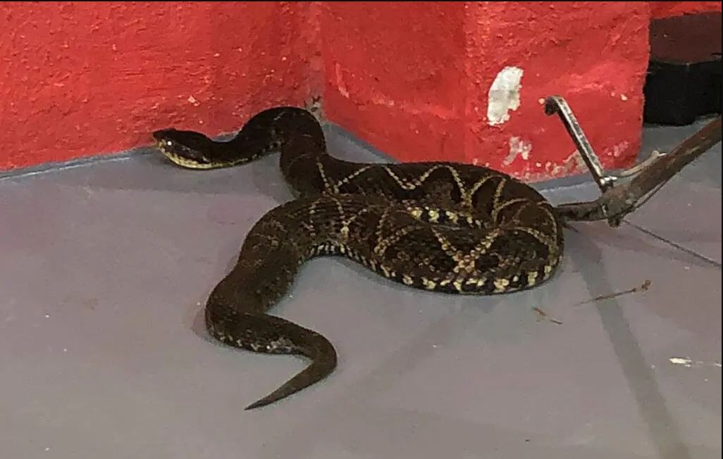 Maior Espécie De Cobra Peçonhenta De Sc é Resgatada De Telhado De Casa