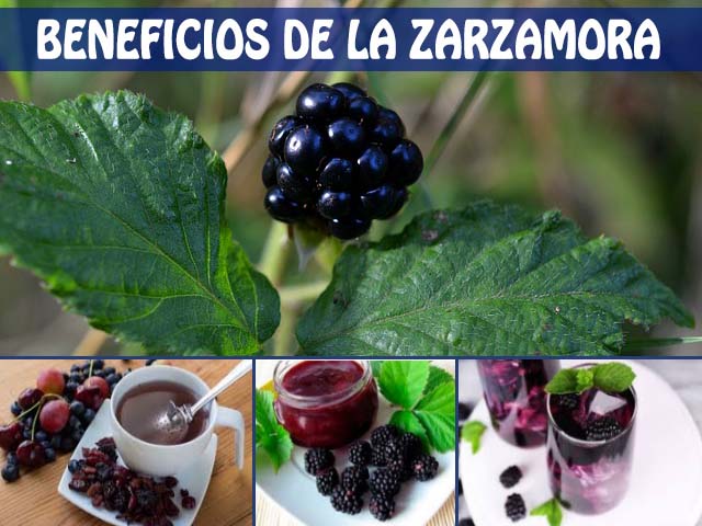 Los Beneficios Y Propiedades Curativas De La Zarzamora Nutricion