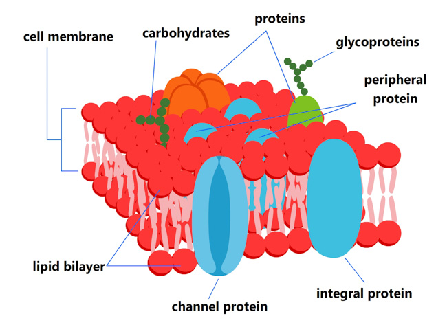 Clipart Of Cell Membrane Clipart