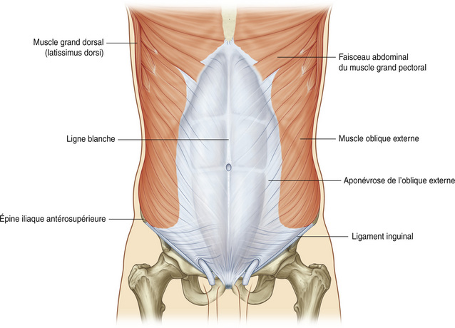 4 Abdomen Medicine Key