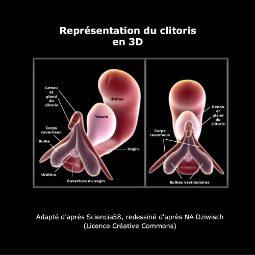 Le Clitoris Un Organe à Mieux Connaître Anti Dr Knock