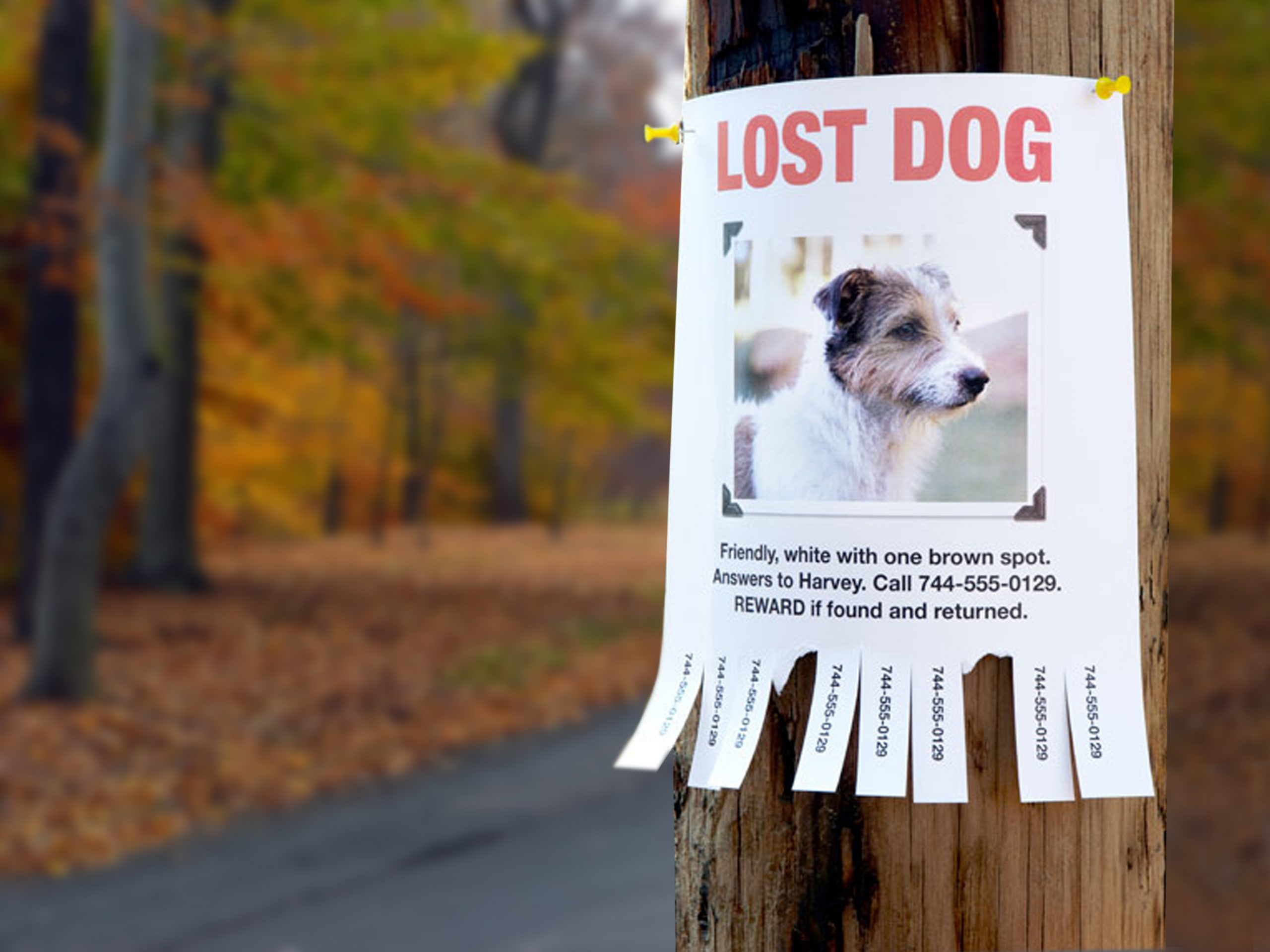 What To Put On A Found Dog Flyer