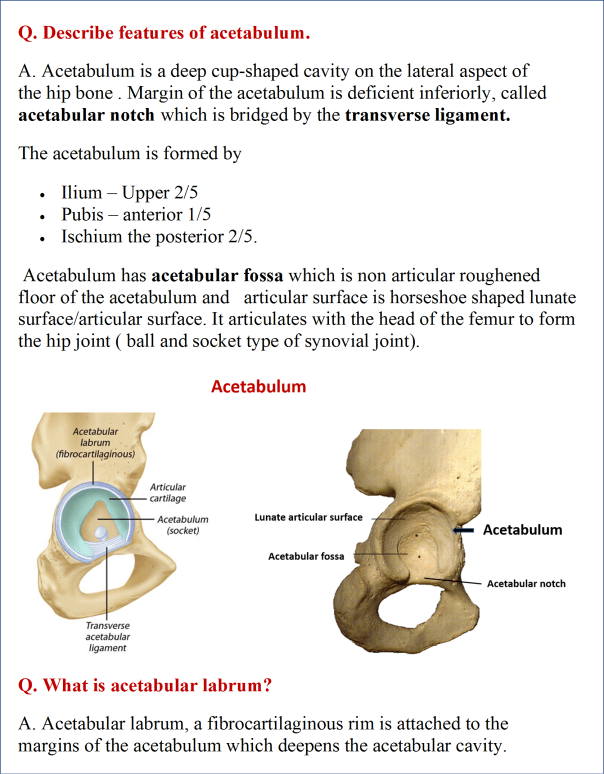 Hip Bone Parts Articulation Muscles And Ligaments Attched