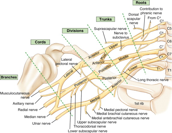 Brachial Plexus Anesthesia Anesthesia Key