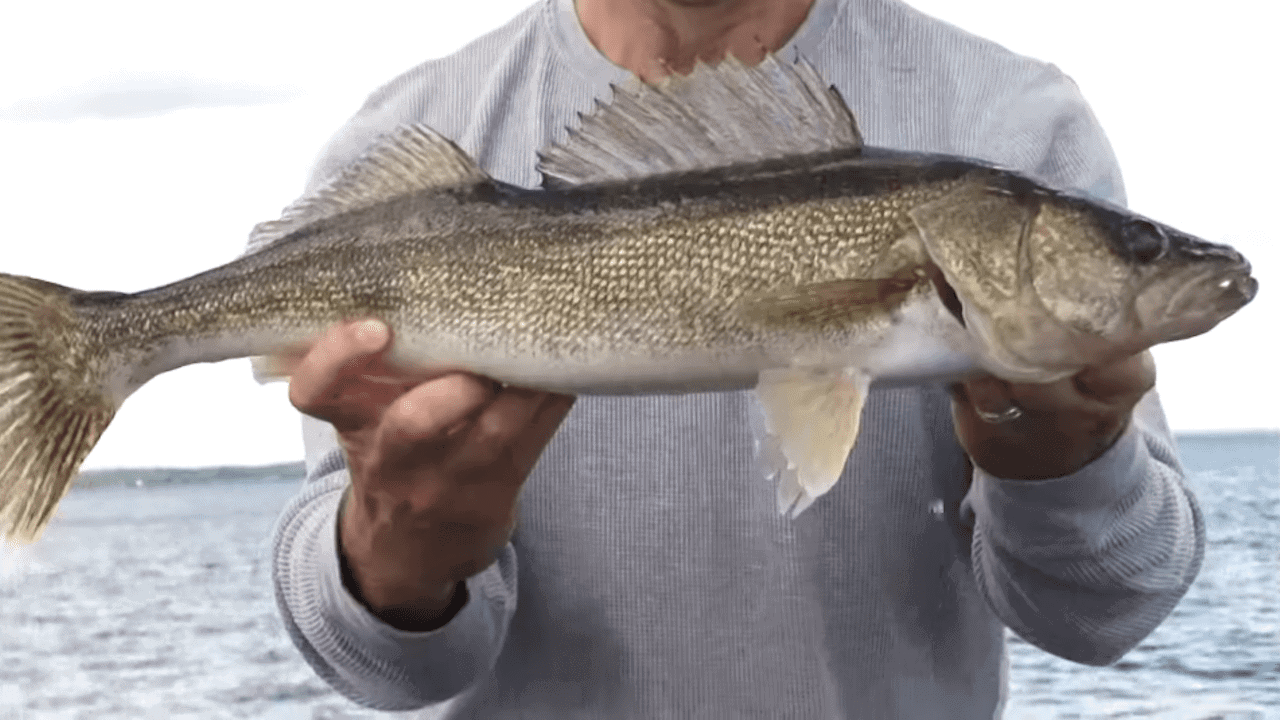 Mille Lacs Lake Mn Fishing Report Tony Roach Anglingbuzz