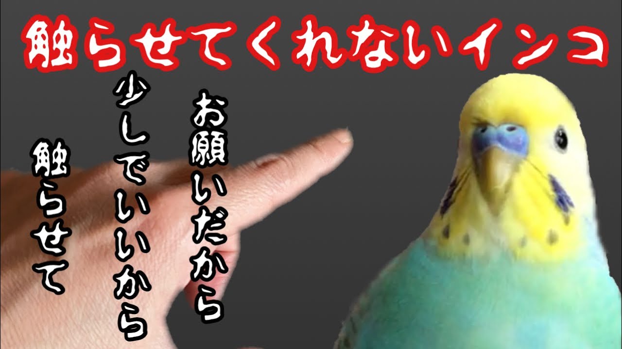 【触らせてくれないセキセイインコ】インコカキカキ・触らせてくれないセキセイインコを触るコツは？ゆっくり、焦らず、そしていつかは