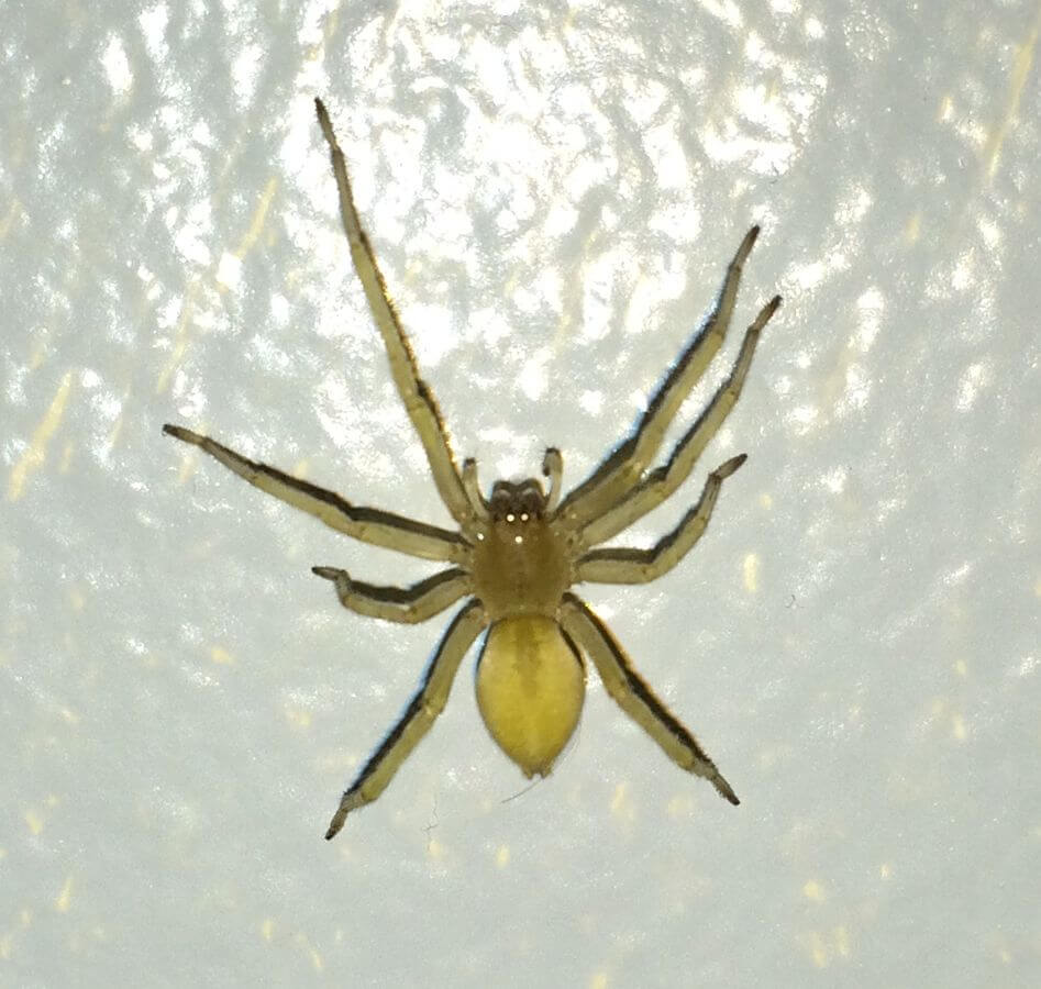 Yellow Sac Spider Cheiracanthium