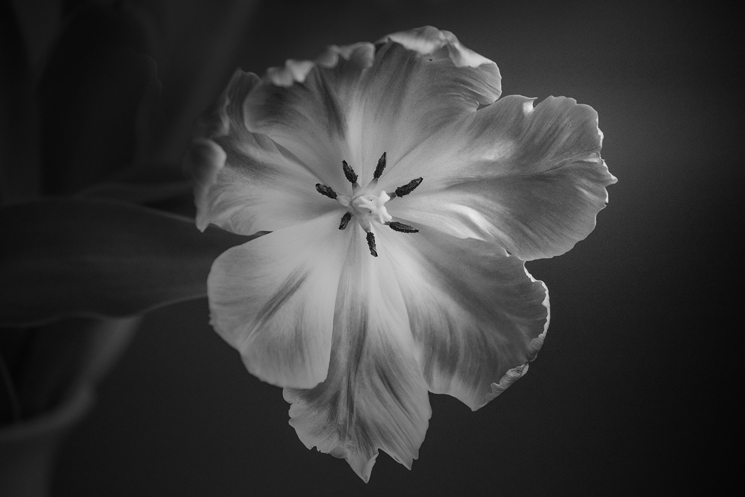 Black And White Photography Flowers Wjuliegroenewald